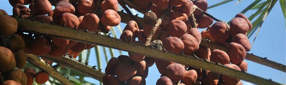 Doum Fruit: The Miracle Fruit Lowers Blood Pressure, Sugar & Protects ...